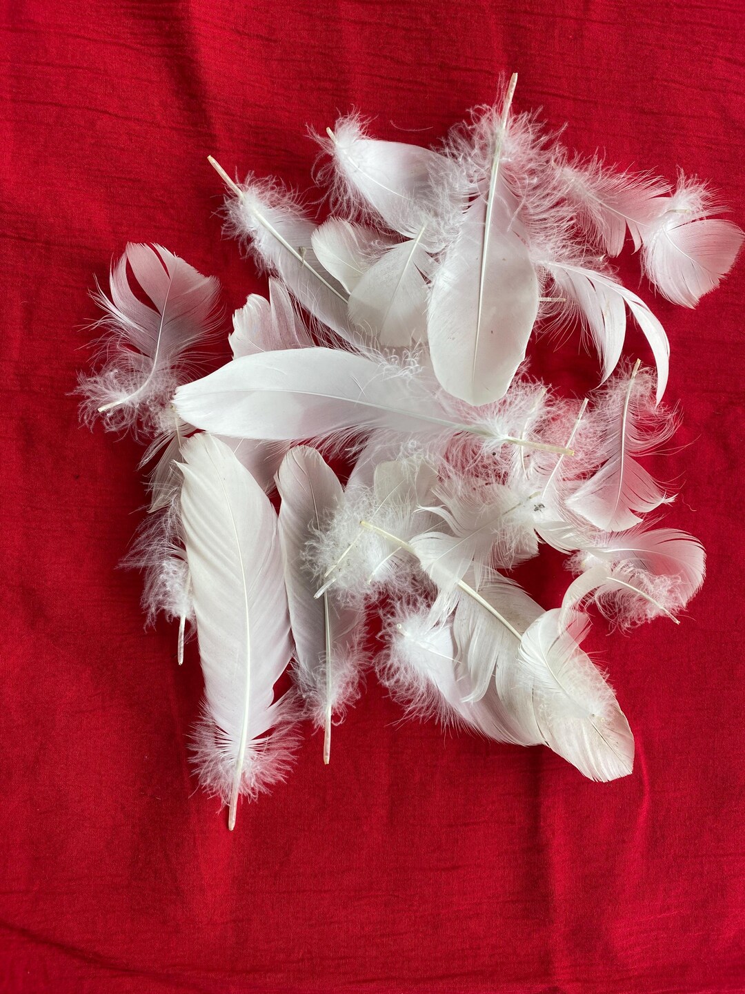Five White Swan Feathers Angels Purity Hope Peace Protection - Etsy
