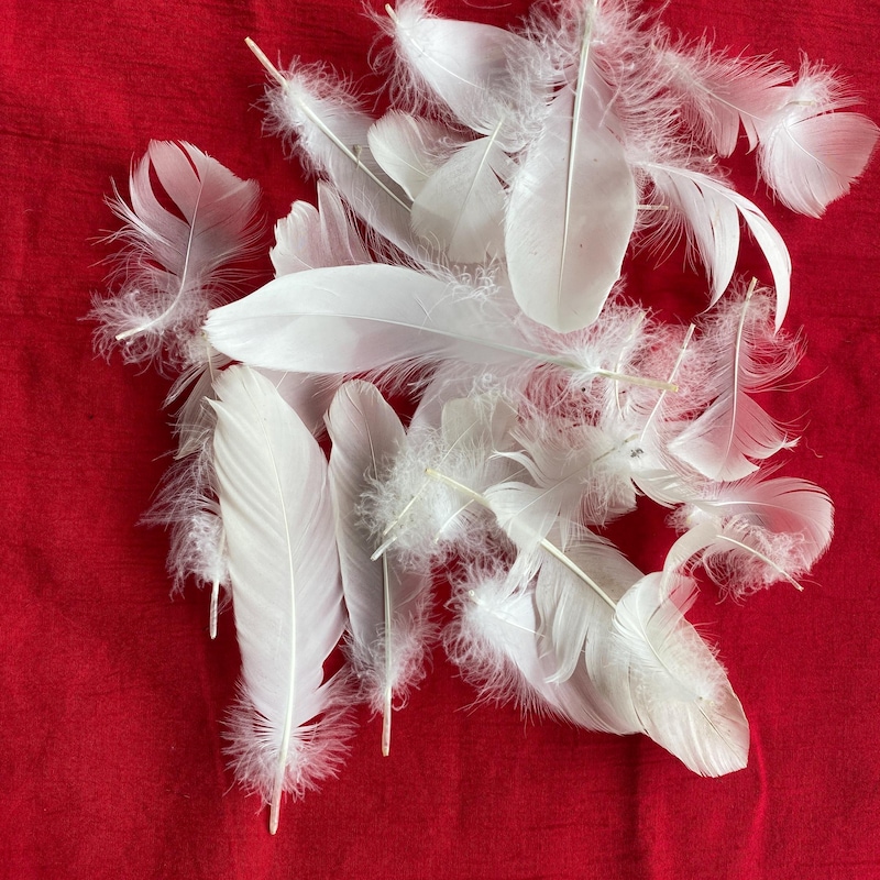 Swan Feathers - Etsy
