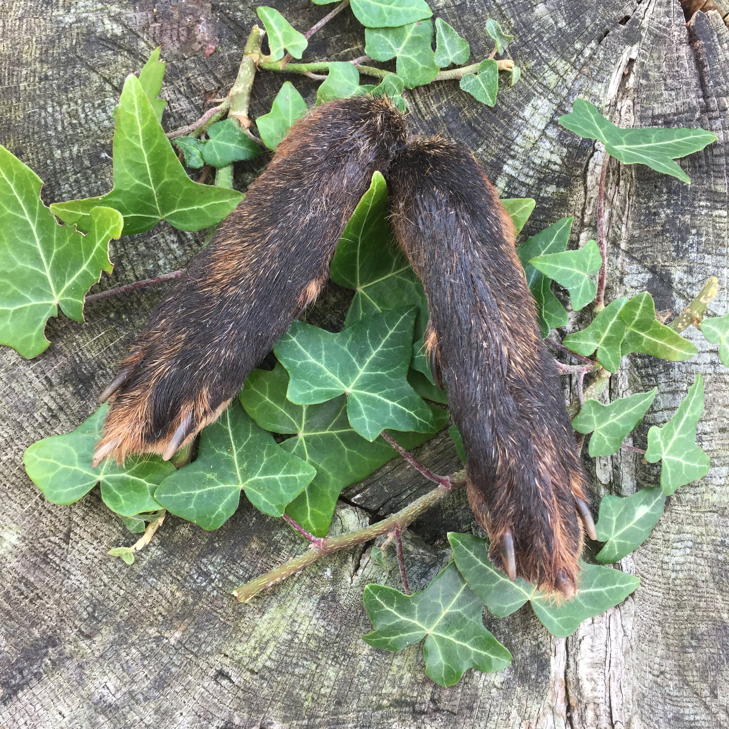 Two English Red Fox Paws or Feet - Etsy UK