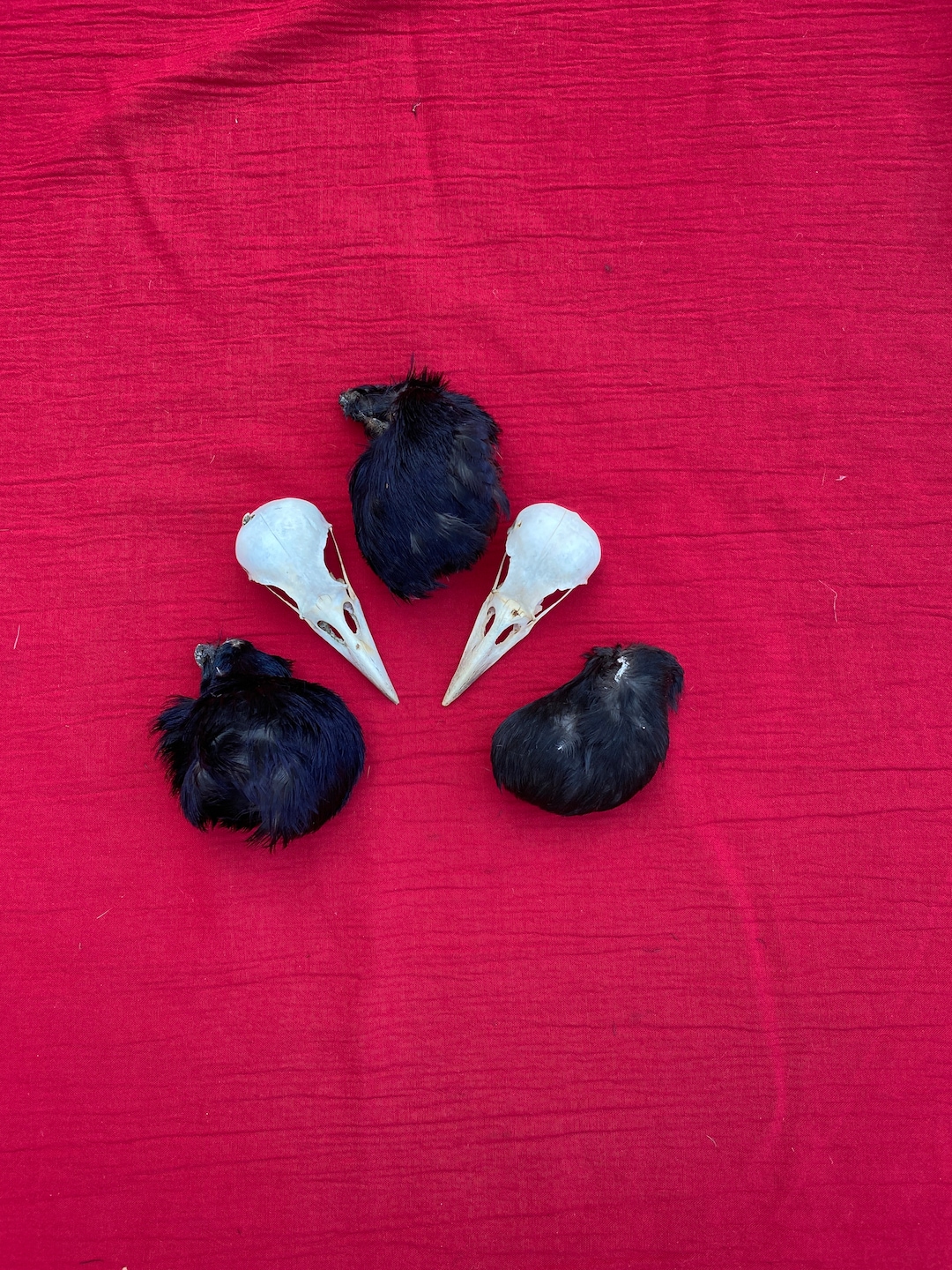 Three Crow Crown Feather Patches Witchcraft Protection Art Craft ...