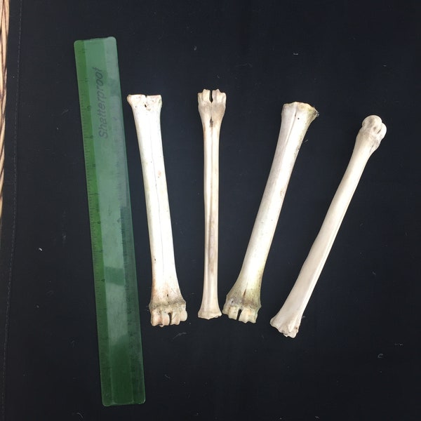 Deer Bone - Etsy