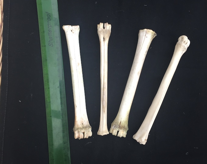 Deer Femur Bone - Etsy