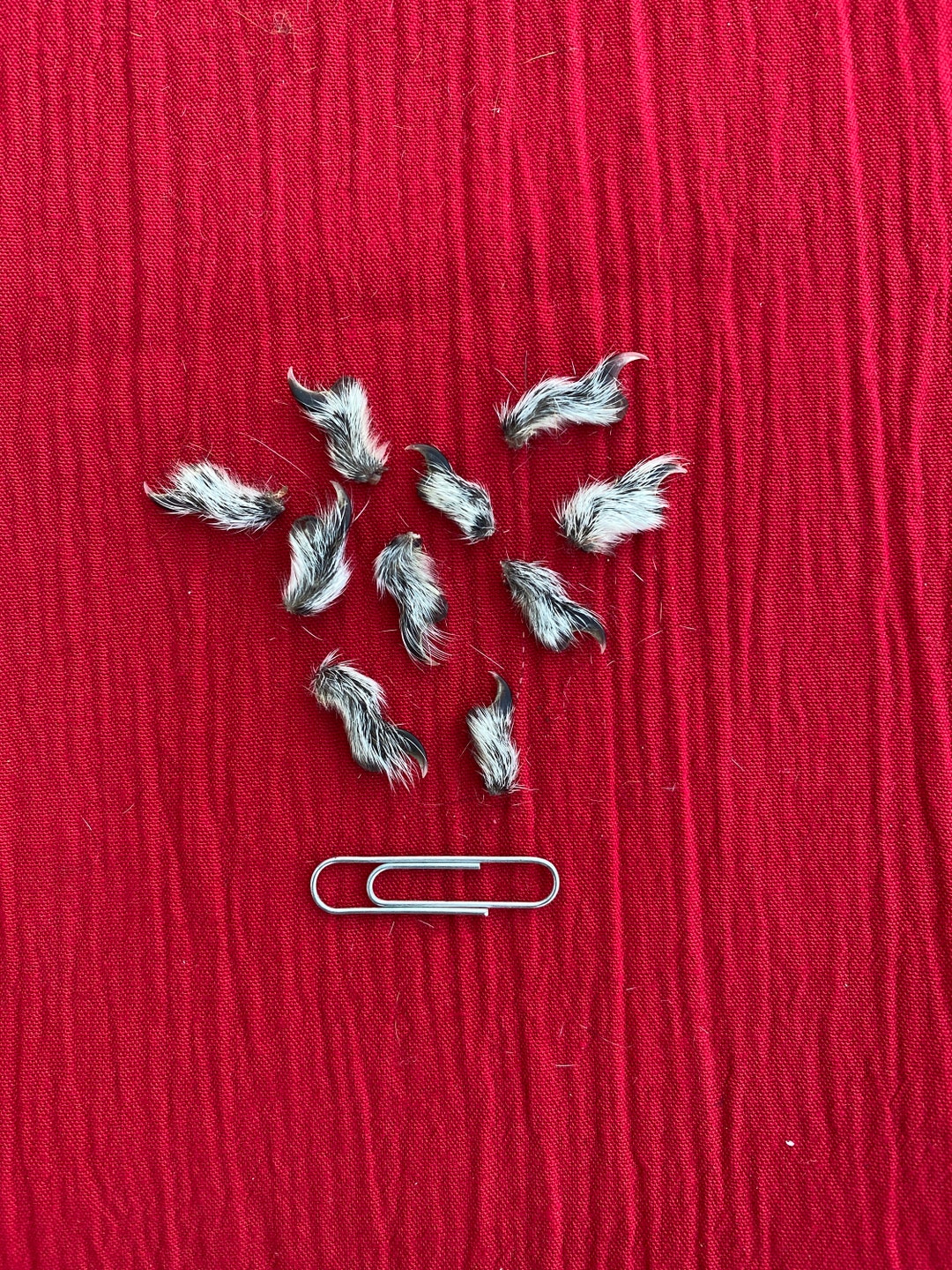 Five Squirrel Claws - Etsy