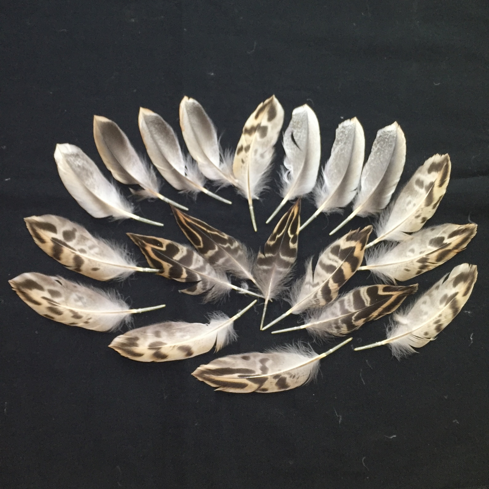 20 Wild Duck Feathers Ready for Craftwork - Etsy