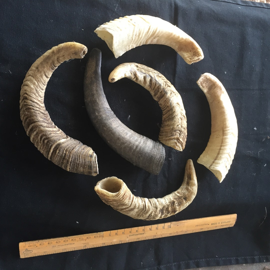 Six Ram's Horns for Dog Chews or Craft Projects - Etsy