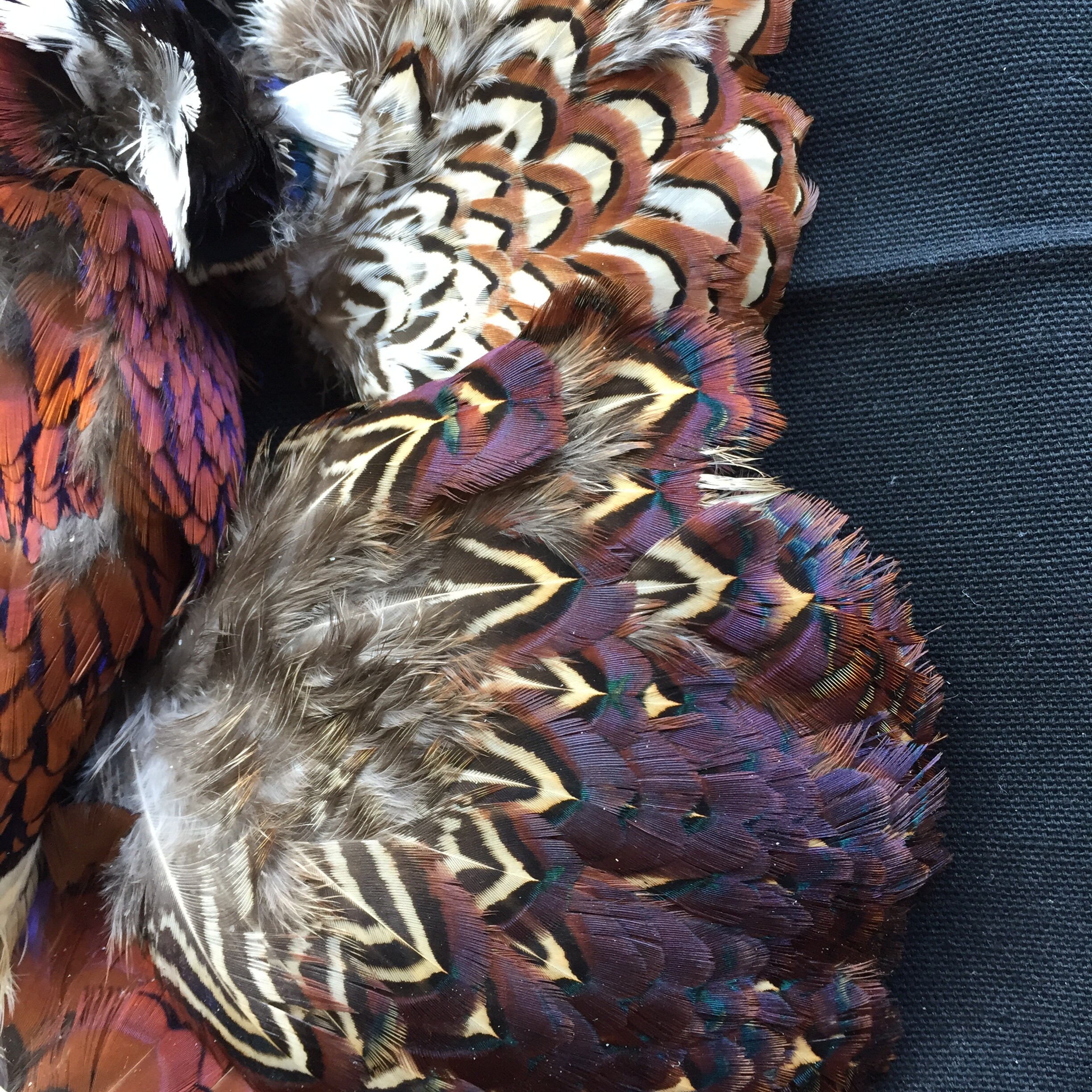 Five Pheasant Feather Patches for Art and Craft Work - Etsy UK