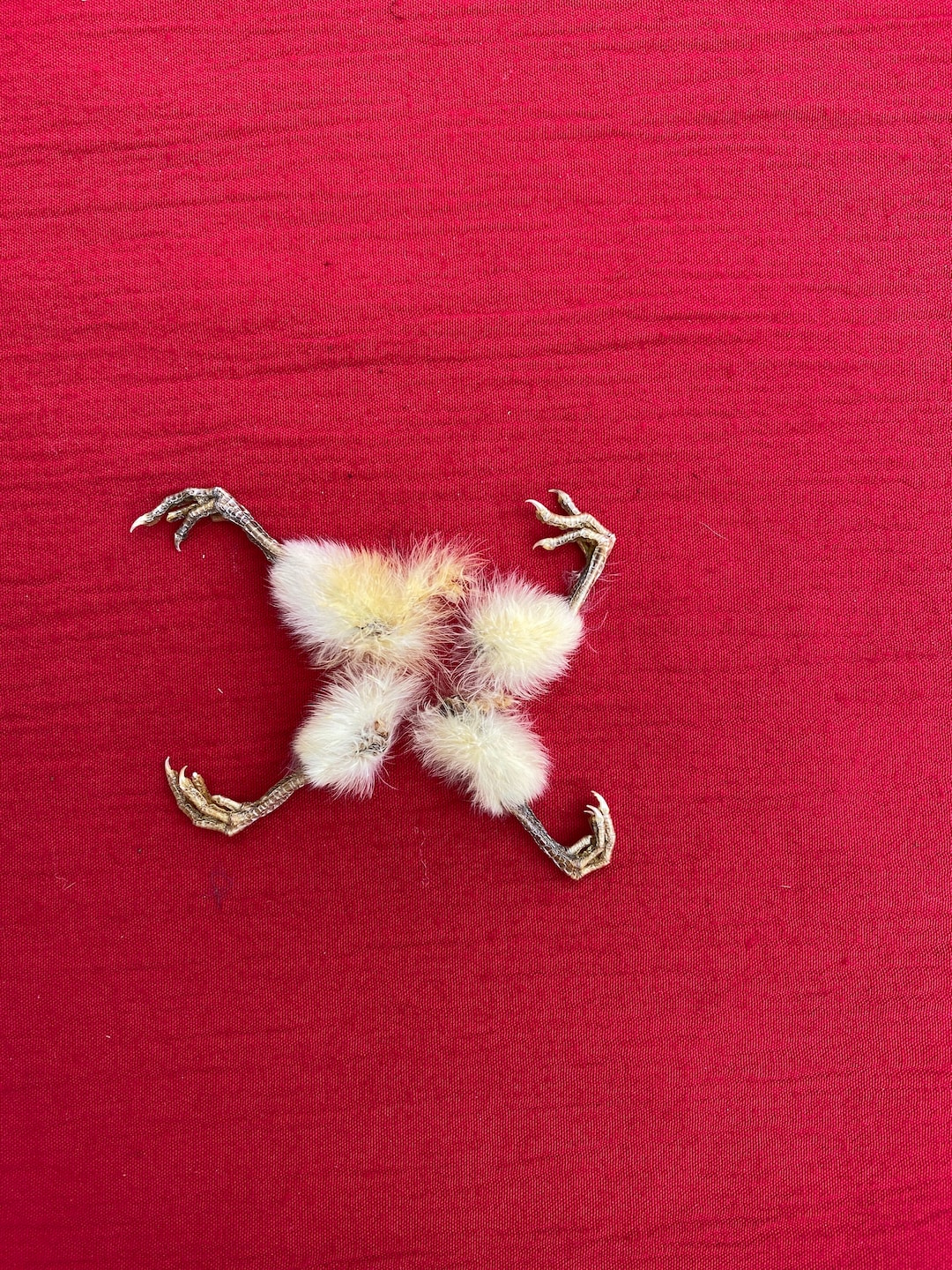 Four Exquisite Tiny Bird Feet for Craft Projects - Etsy
