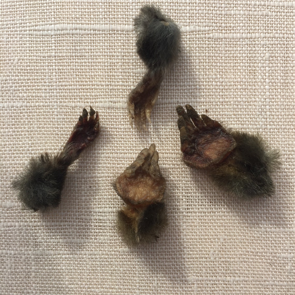 Four Mole Feet Dried and Preserved for Craft Projects - Etsy