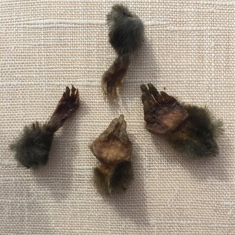 Four Mole Feet Dried and Preserved for Craft Projects - Etsy