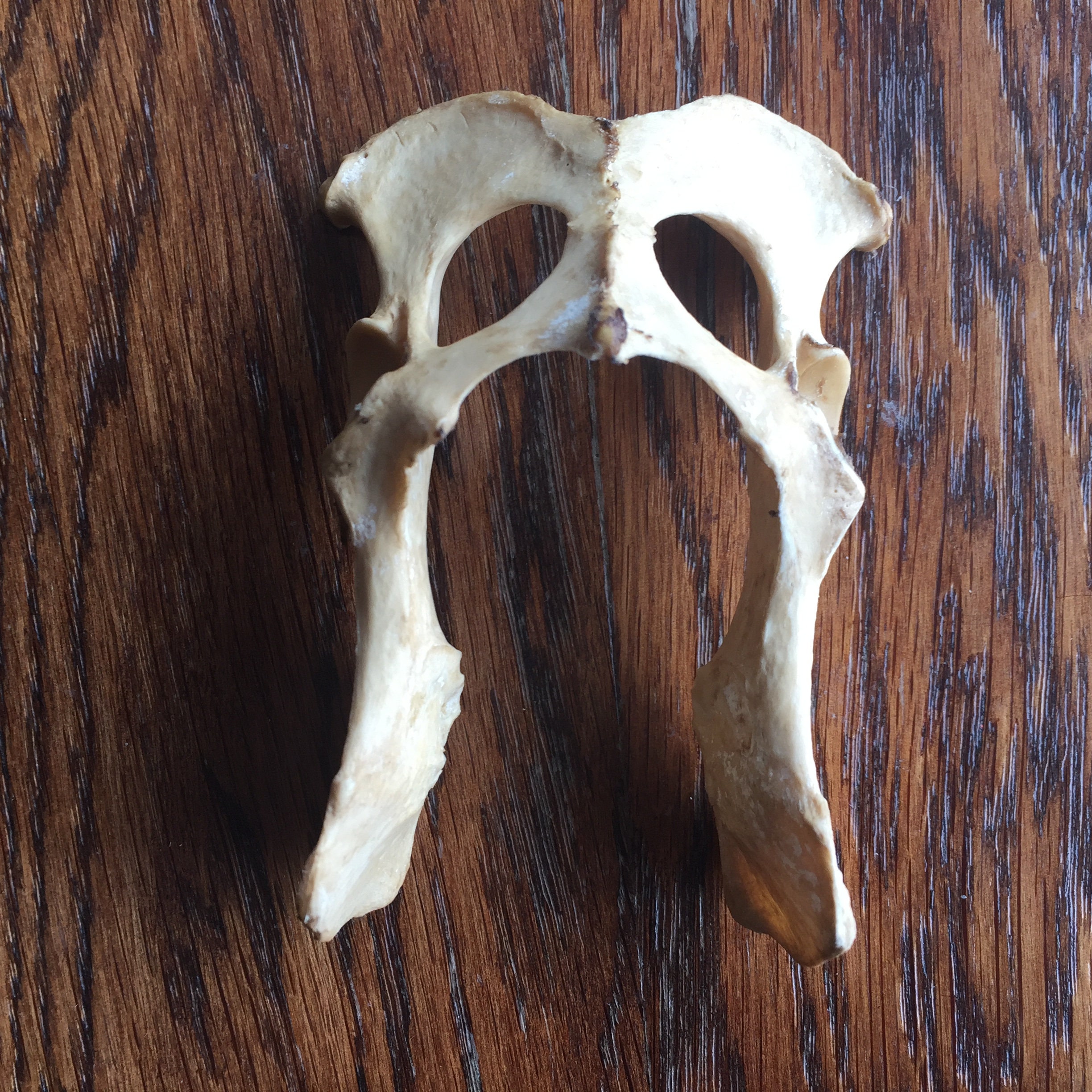 Red Fox Bone - Etsy
