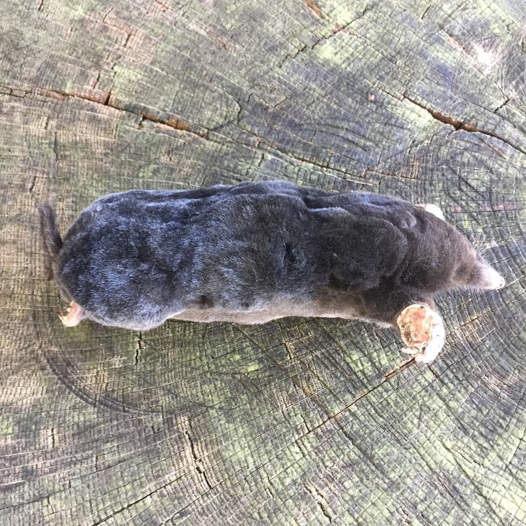 A Complete English Mole Body Ready for Taxidermy - Etsy UK