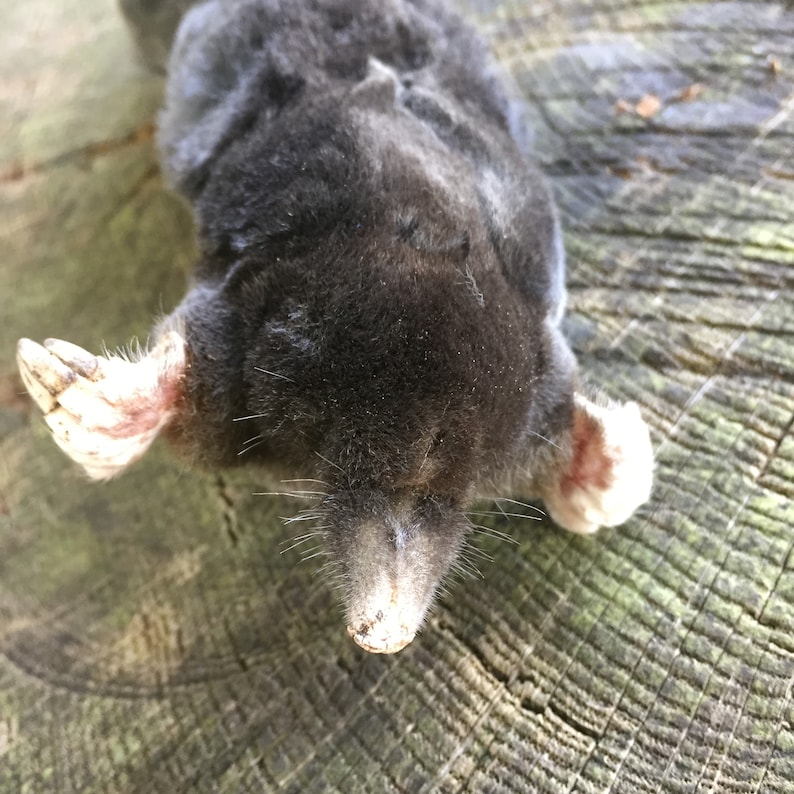 A Complete English Mole Body Ready for Taxidermy | Etsy