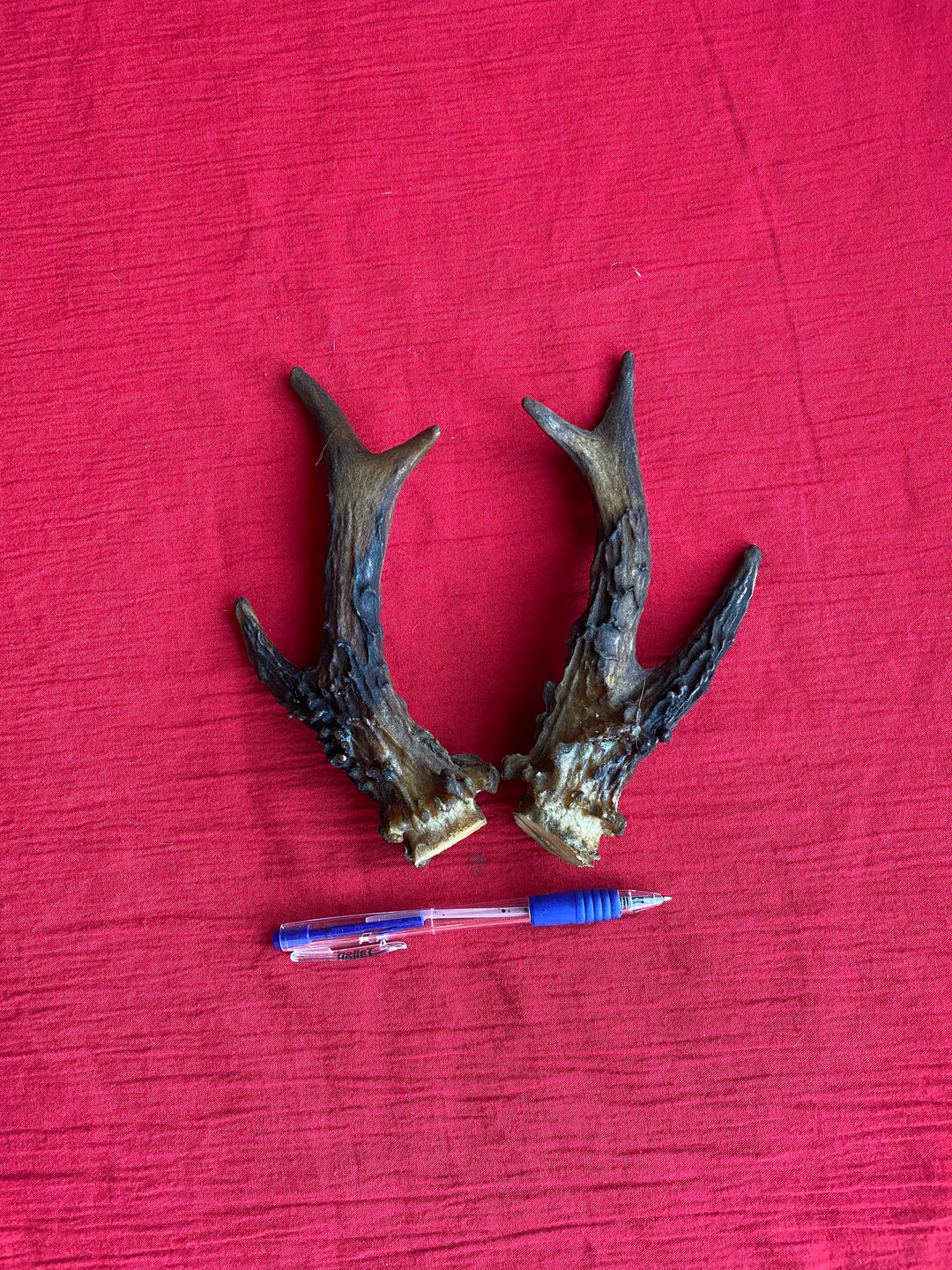 Deer Antlers Roe Walking Sticks Bones Taxidermy Stick Making - Etsy UK