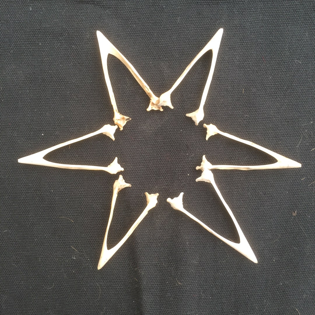 Six Crow Beaks for Craft Work - Etsy