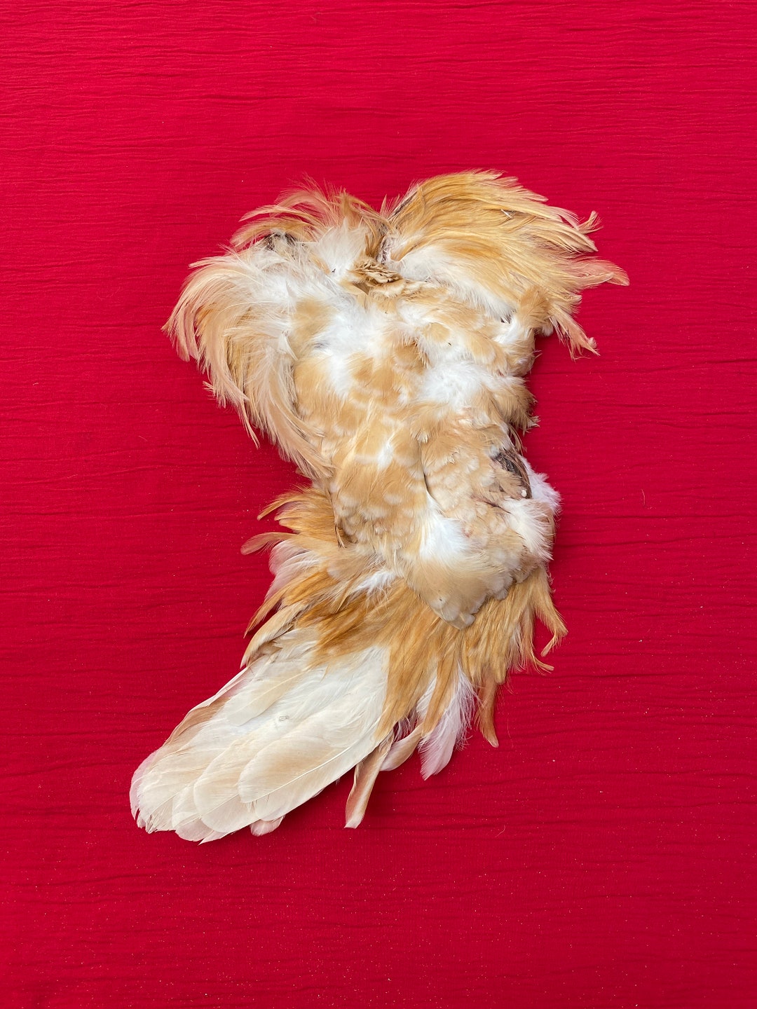 Bantam Rooster Feathers Body Skins Hats Fashion Crafting B7 - Etsy