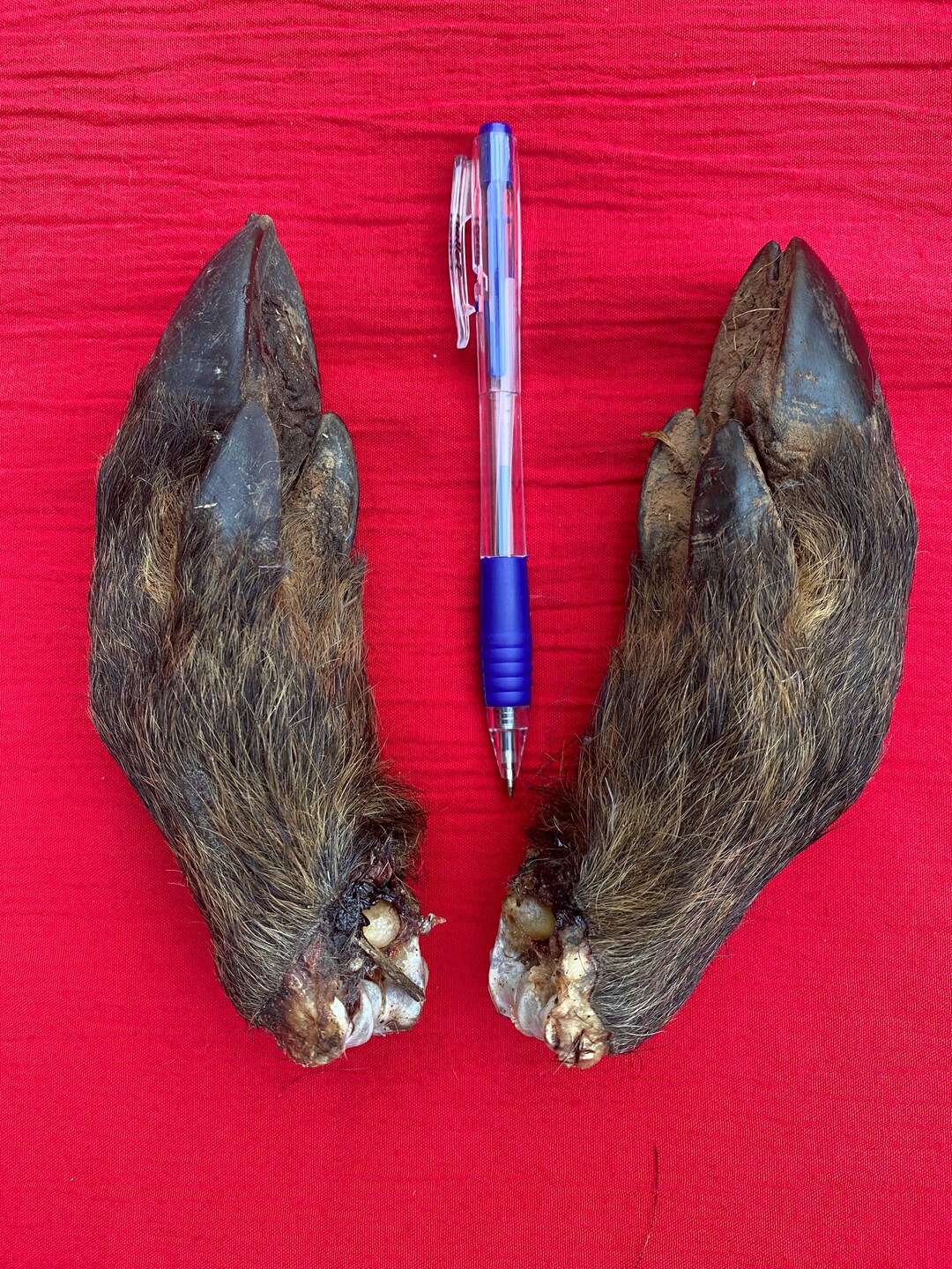 Wild Boar Feet Pair Pig Taxidermy Preserved Animal Bones - Etsy