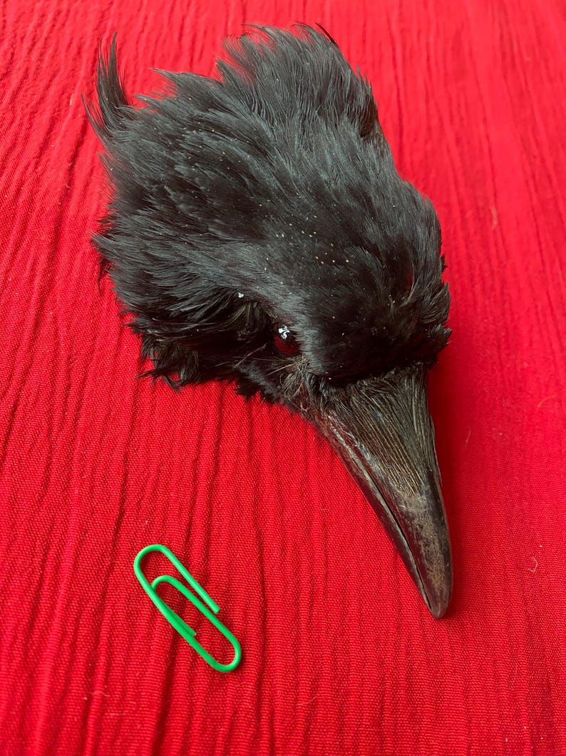 Genuine Preserved Crow Skull Head Feathers Taxidermy Animal Bones ...