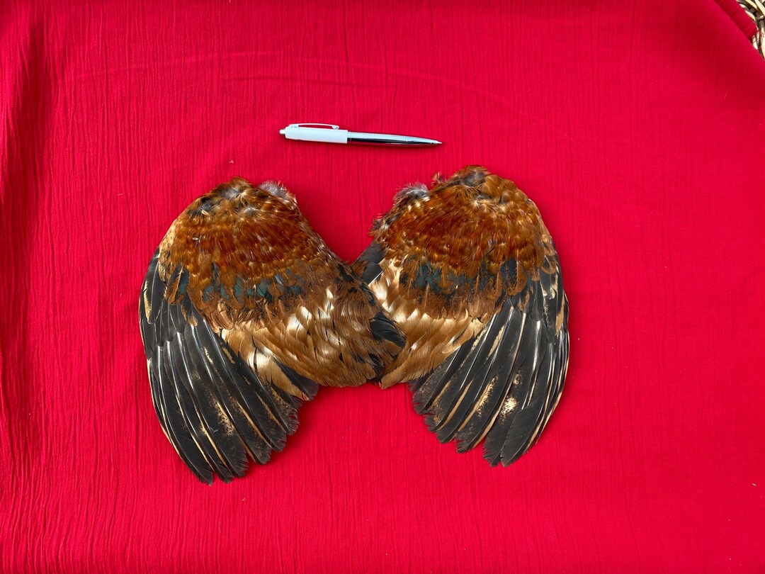 Pair Bantam Rooster Wings Feathers B2 - Etsy