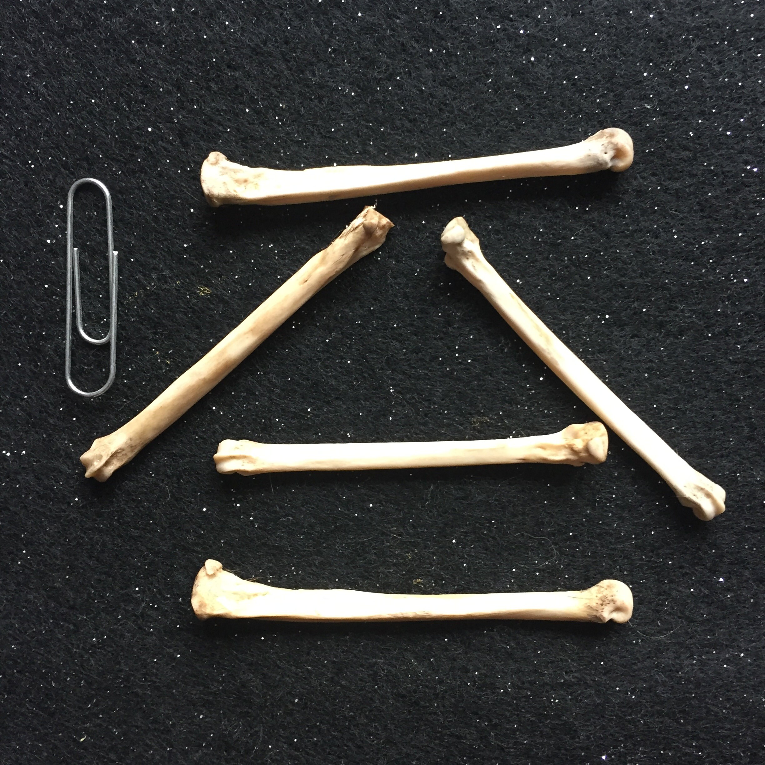 Five Red Fox Bones for Crafting - Etsy UK