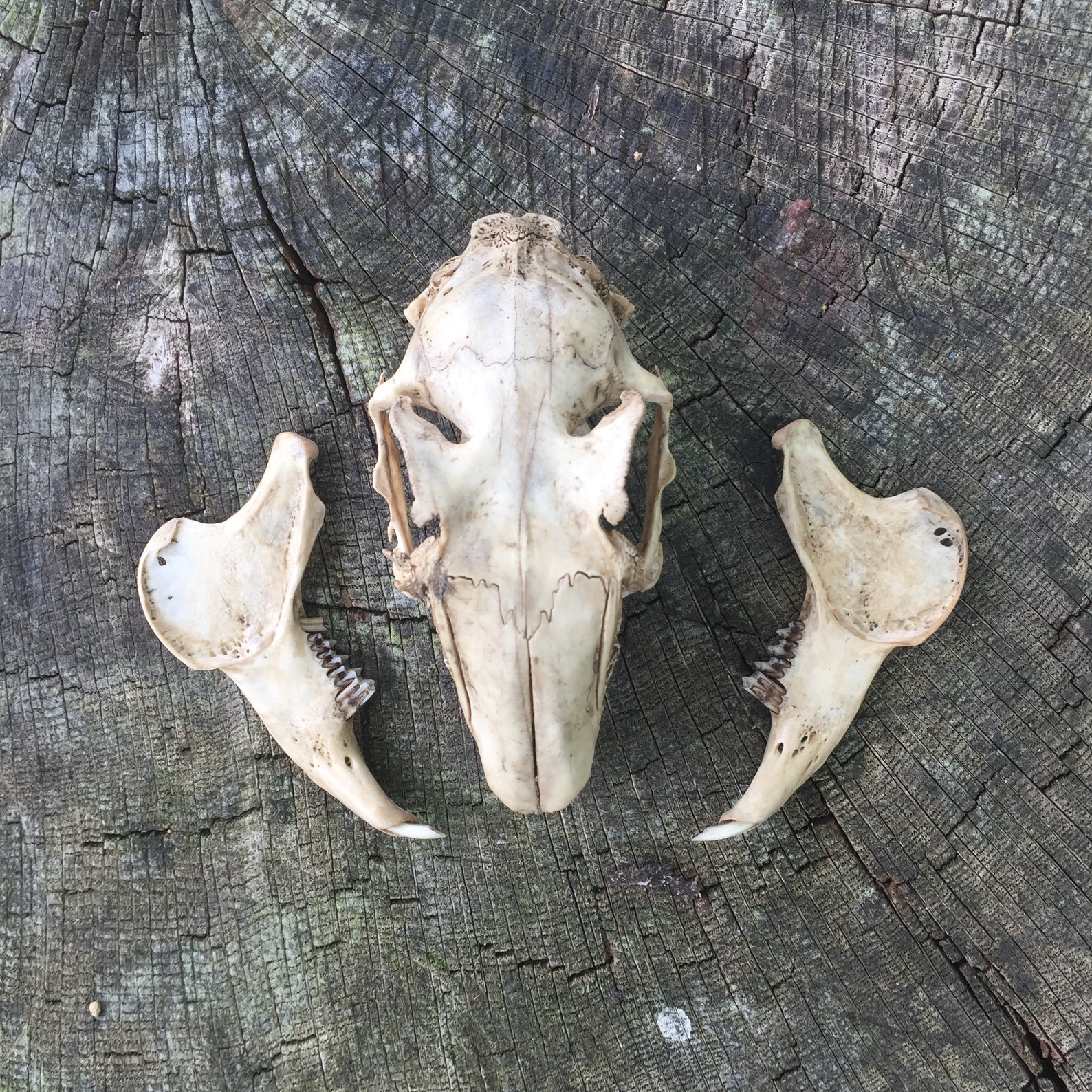 English Brown Hare Skull Bones - Etsy UK