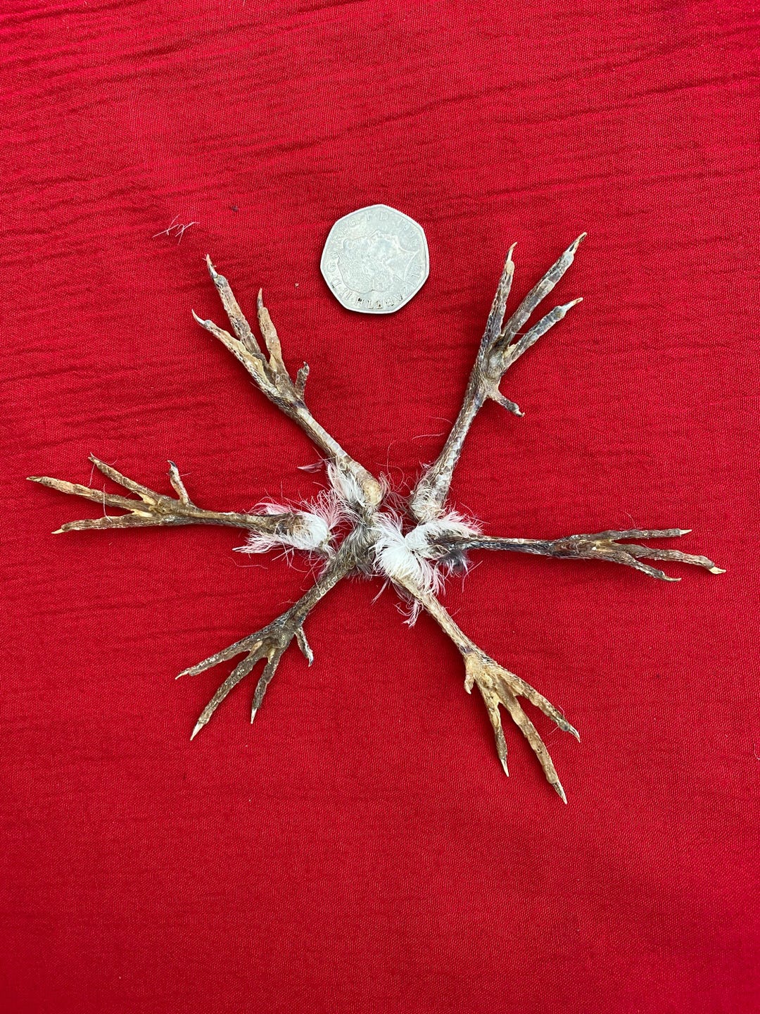 Quail Feet Legs Animal Bones Taxidermy Jewellery Ear Rings Bird - Etsy