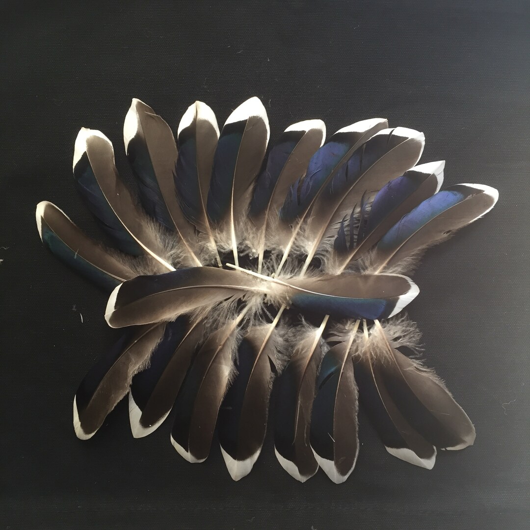 20 Gorgeous Wild Duck Feathers for Crafting - Etsy