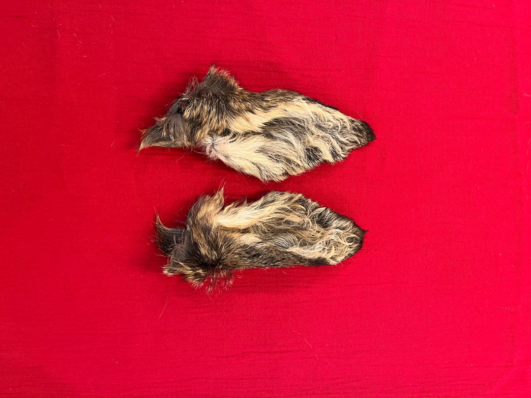 A Pair of Roe Deer Ears - Etsy