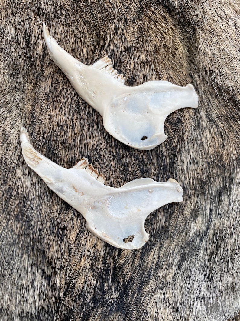 Two Wild Hare Jaw Bones - Etsy
