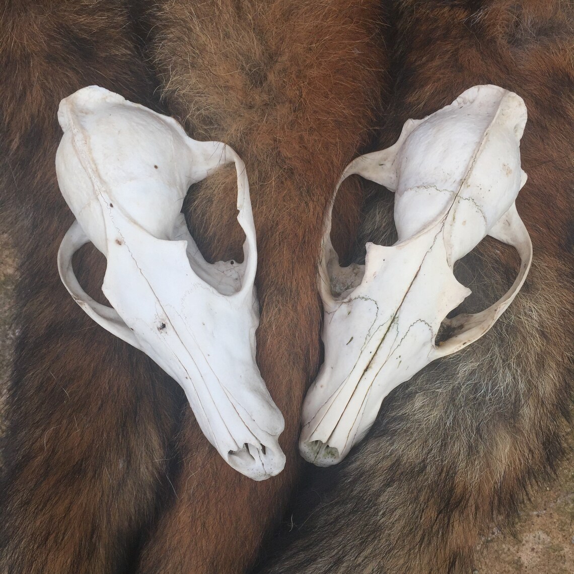 A Red Fox Skull for Craft Projects Bones Taxidermy Skulls | Etsy
