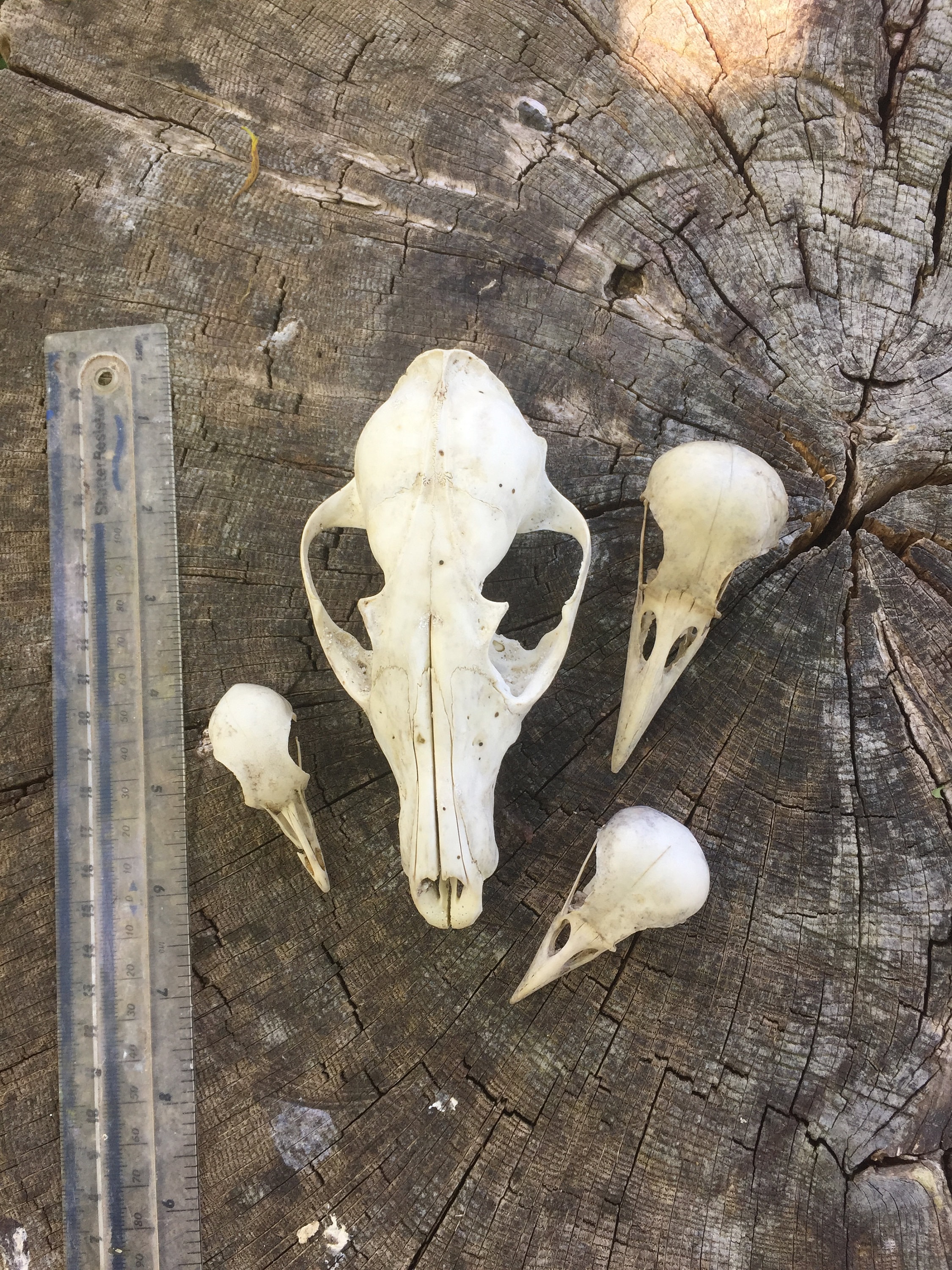 Fox Crow Magpie Pigeon Skulls - Etsy Denmark