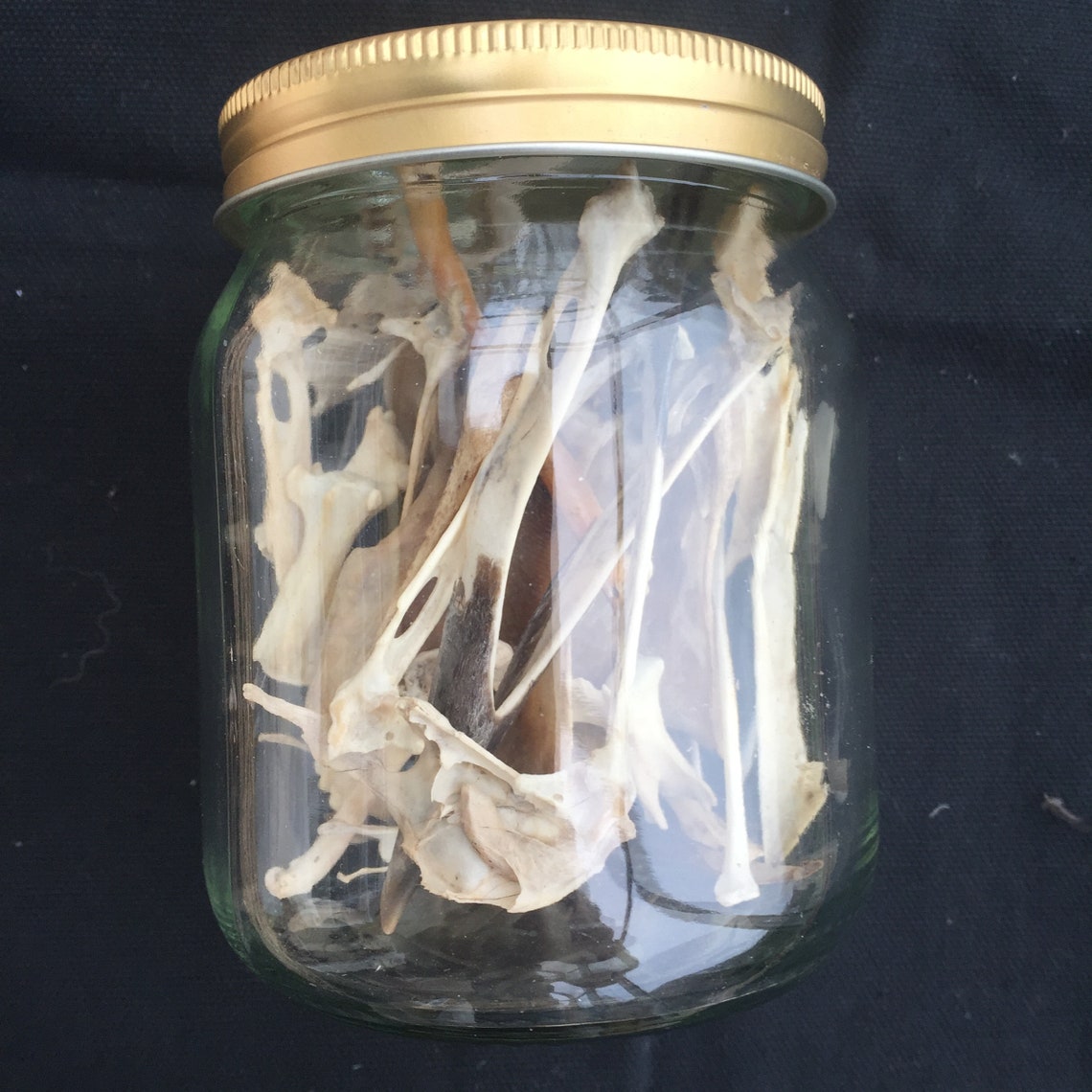 Assorted Animal and Bird Bones in a Large Jar. - Etsy UK