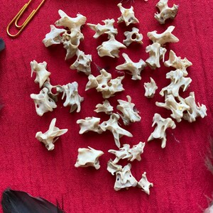 Ten Carrion Crow Spine Bones for Jewellery Crafts - Etsy