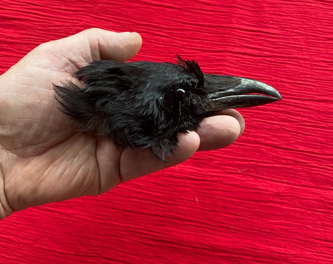Genuine Preserved Crow Skull Head Feathers Taxidermy Animal Bones ...