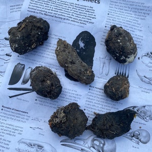 Three English Barn Owl Pellets With Instructions for Dissection and ...