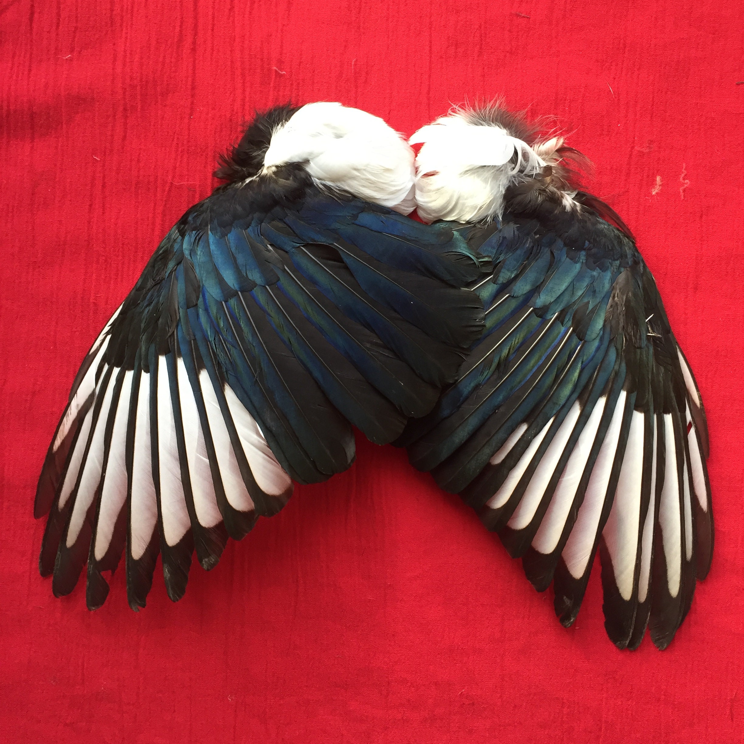 A Pair of Magpie Wings Perfect for Crafting. - Etsy