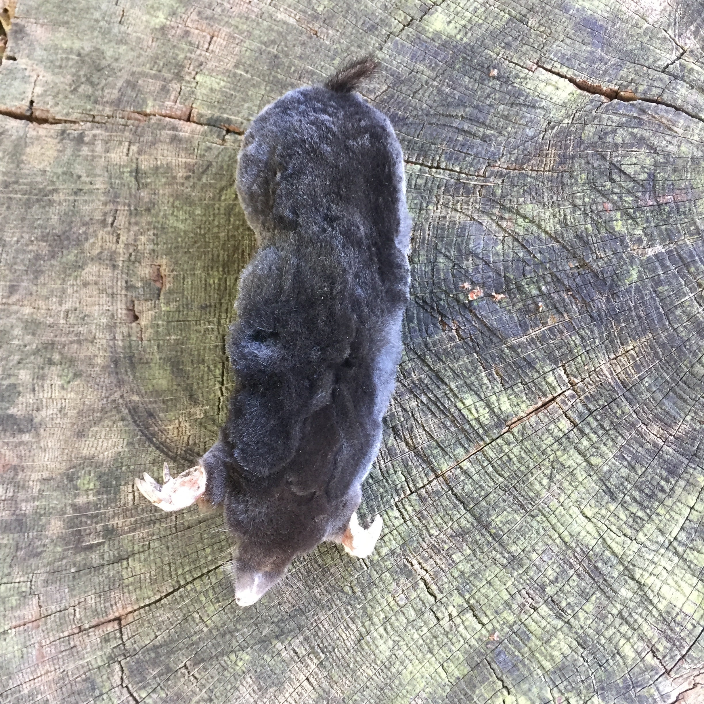 A Complete English Mole Body Ready for Taxidermy | Etsy UK