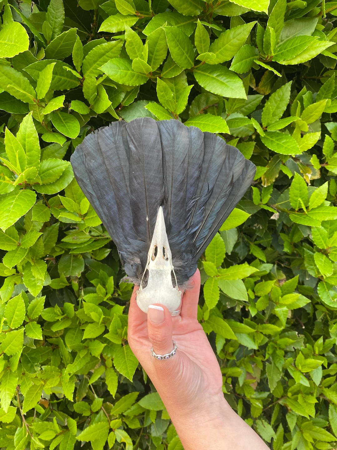A Unique Crow Skull and Feather Smudge Fan Spells Altar Witchcraft ...
