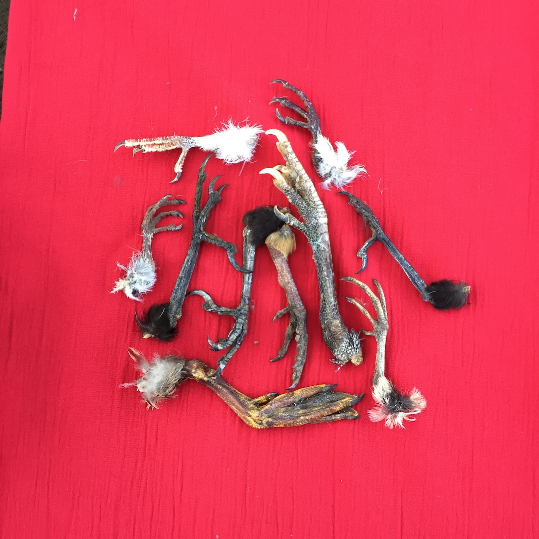 Ten Assorted Wild Bird Feet for Art and Craft Projects - Etsy