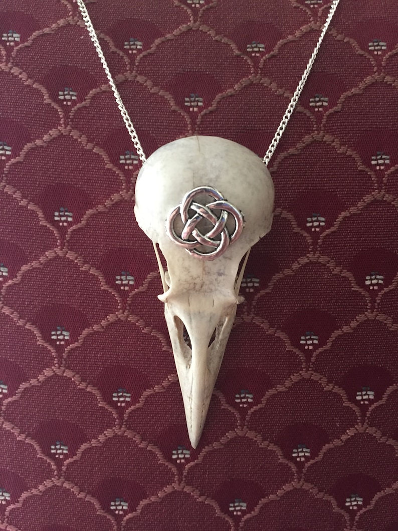 Real Crow Skull With Celtic Knot - Etsy Canada