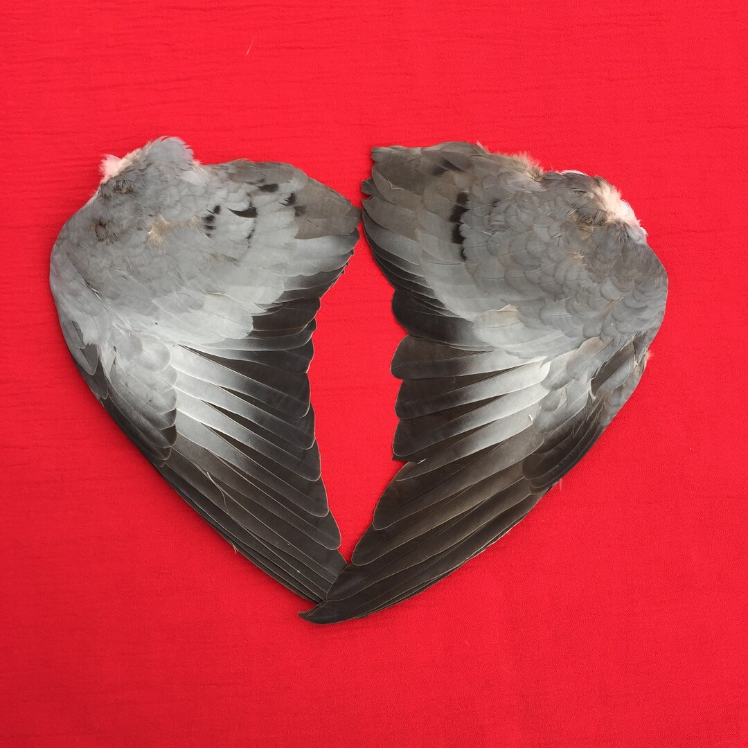 A Pair of Wild Pigeon Wings Ready for Crafting - Etsy