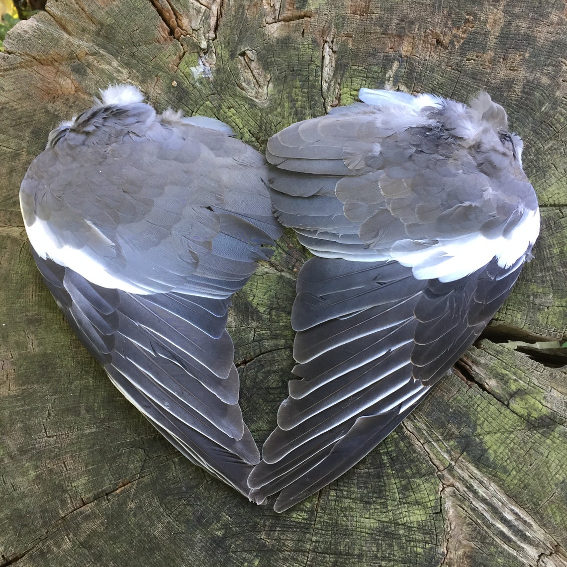 A Pair of English Wood Pigeon Wings | Etsy UK