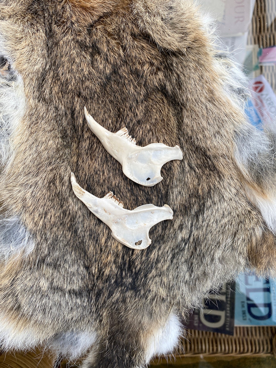 Two Wild Hare Jaw Bones - Etsy