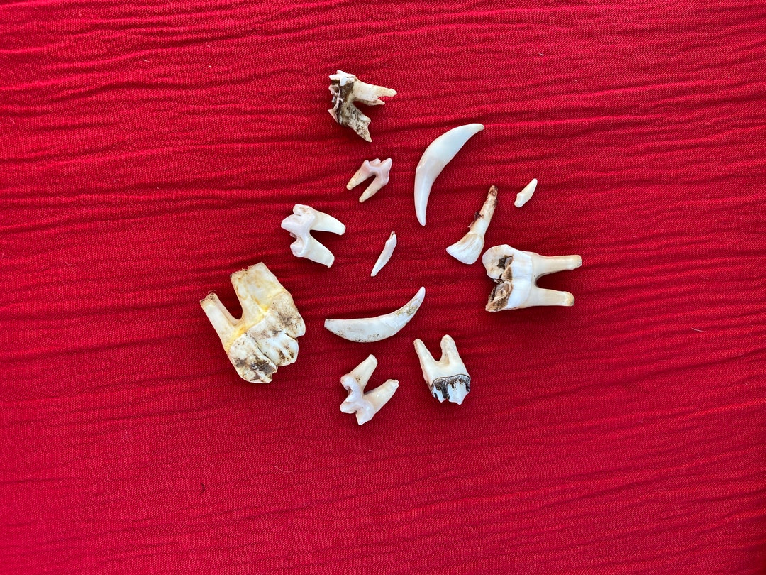Twelve Deer and Fox Teeth - Etsy