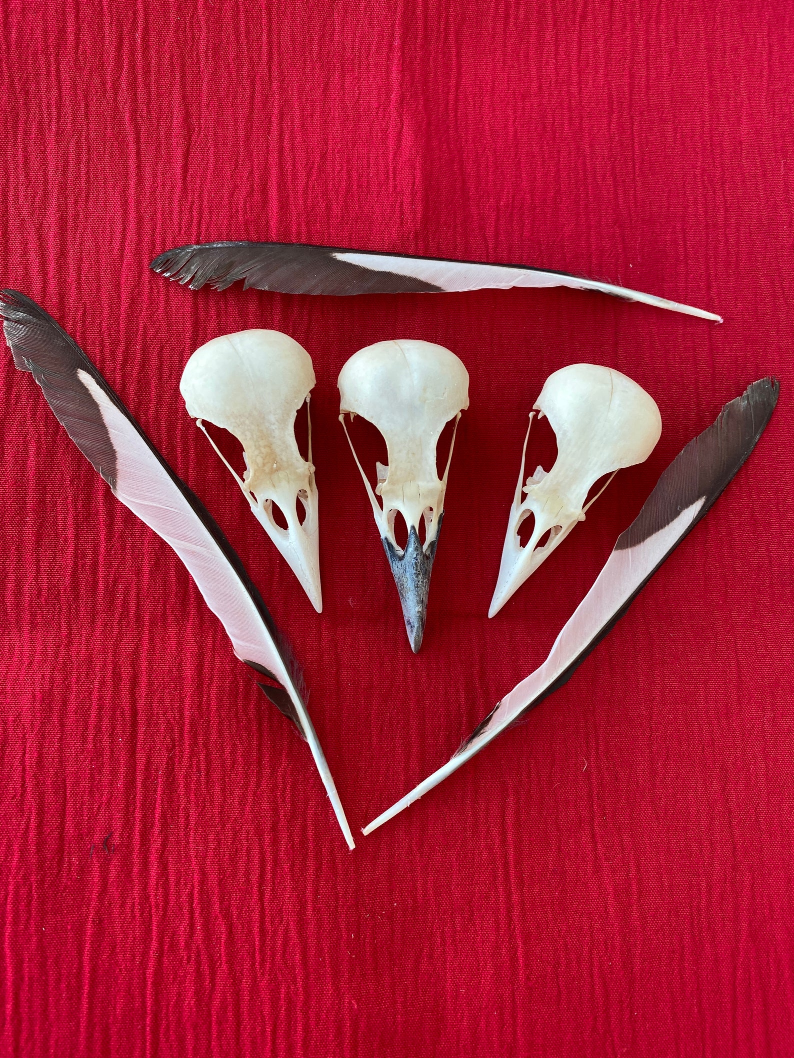 A Single Magpie Skull and feathers | Etsy