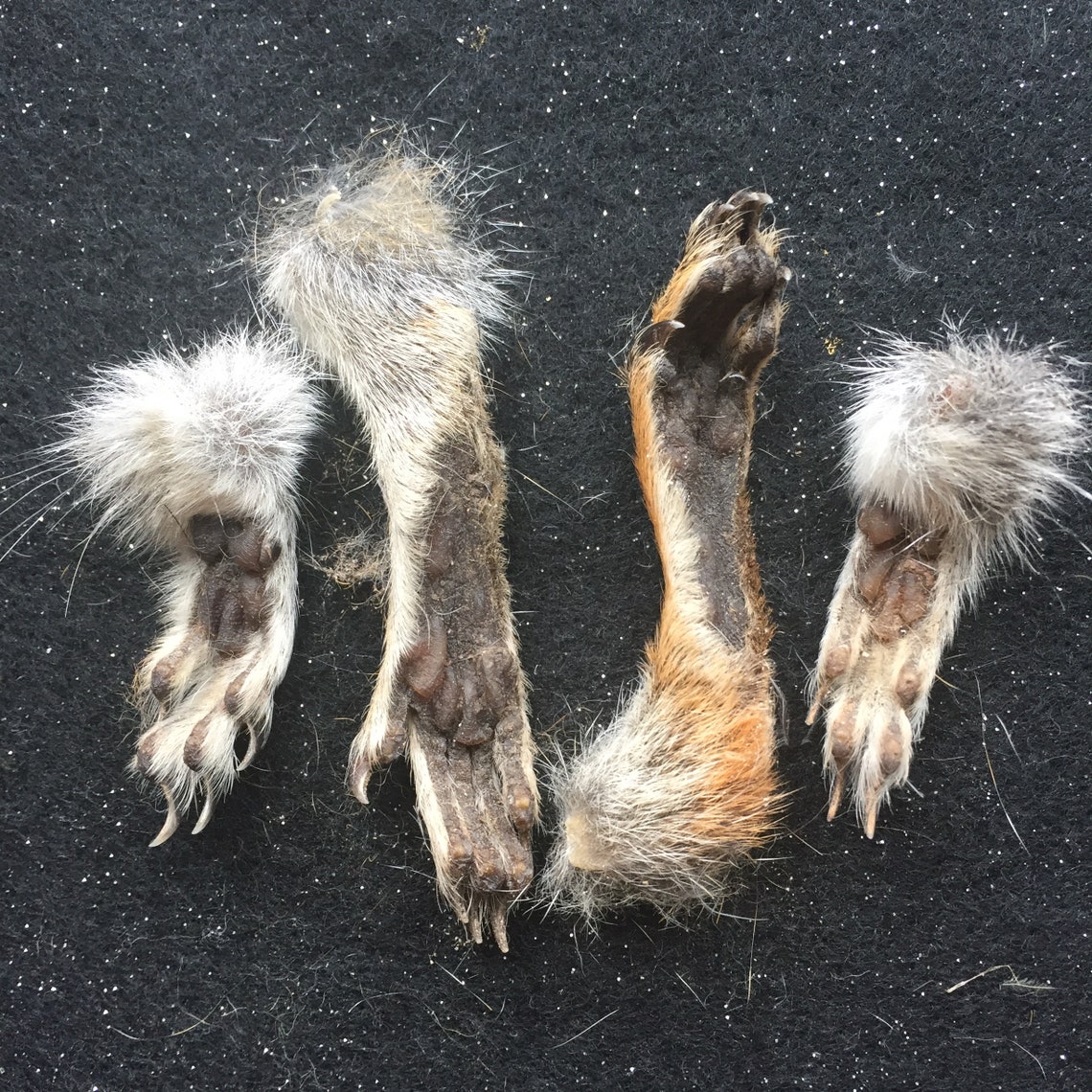 Four Squirrel Feet for Craft Work | Etsy