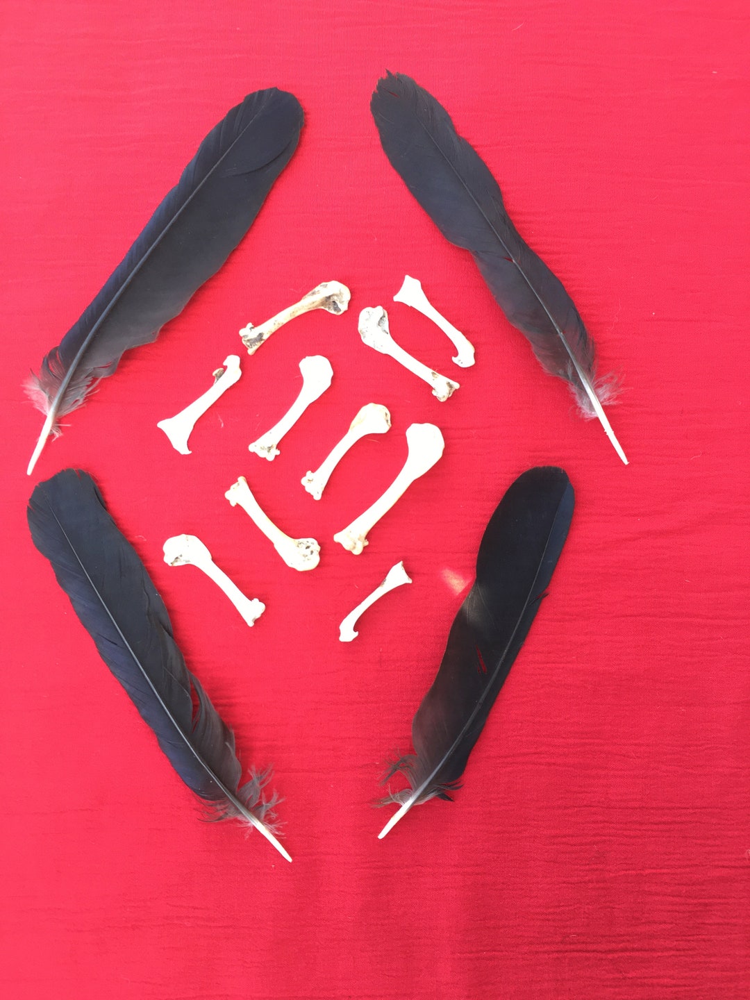 Pata de cuervo huesos pájaro animal 10 - Etsy México