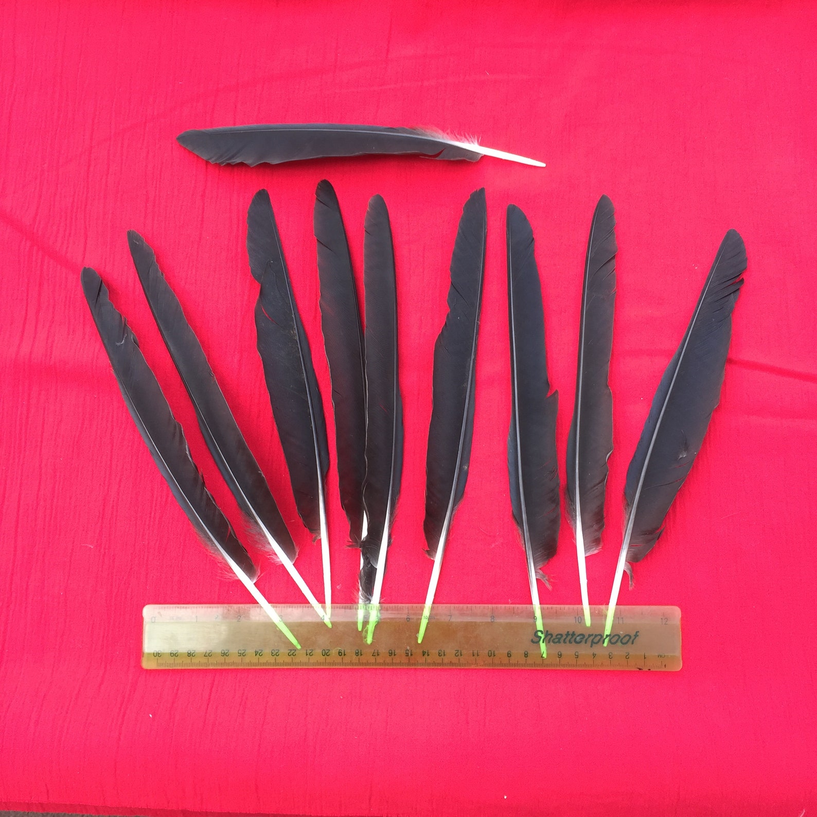 Ten Long English Crow Wing Feathers - Etsy