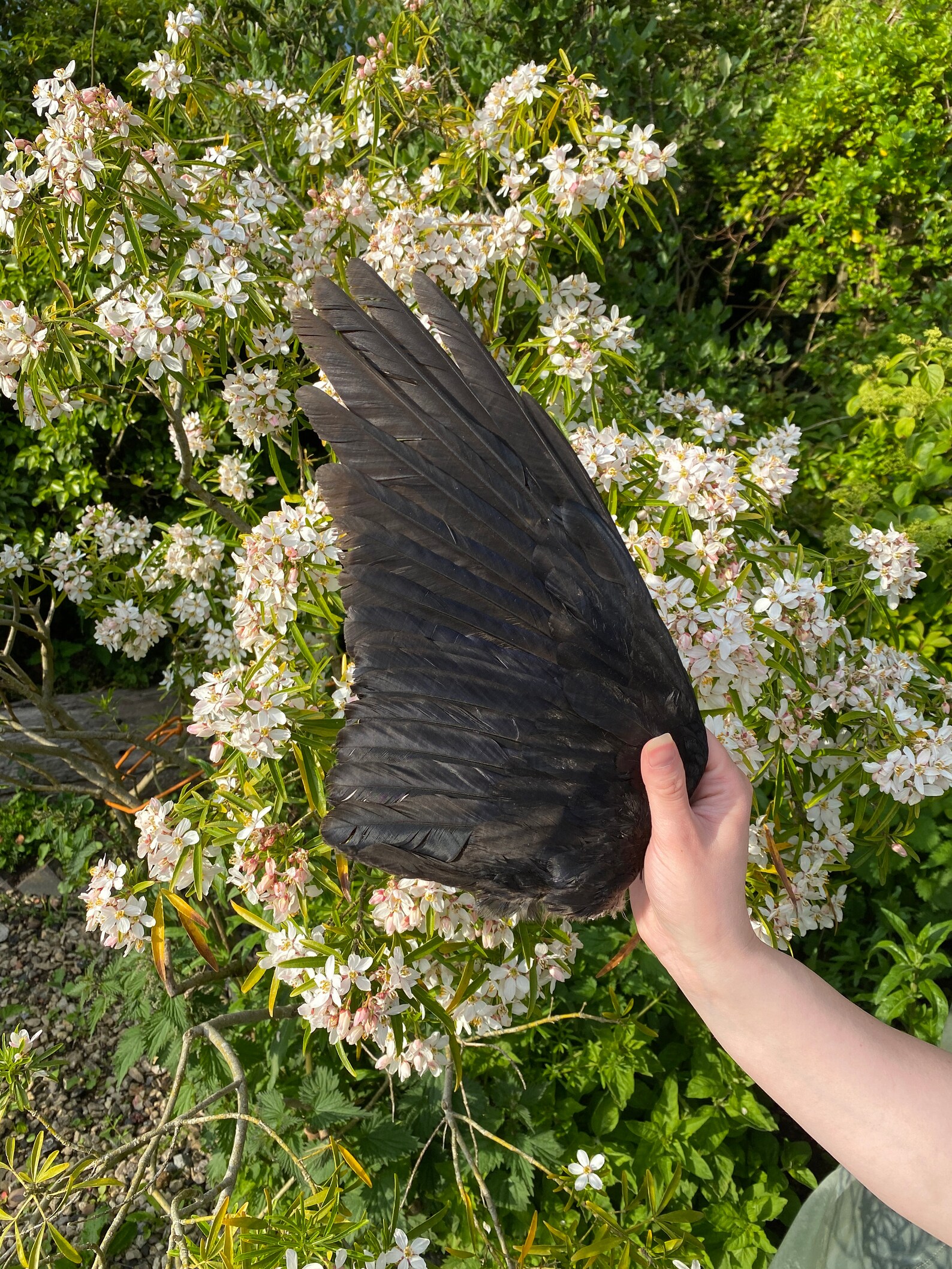 Genuine Crow Wing Smudging Fan | Etsy