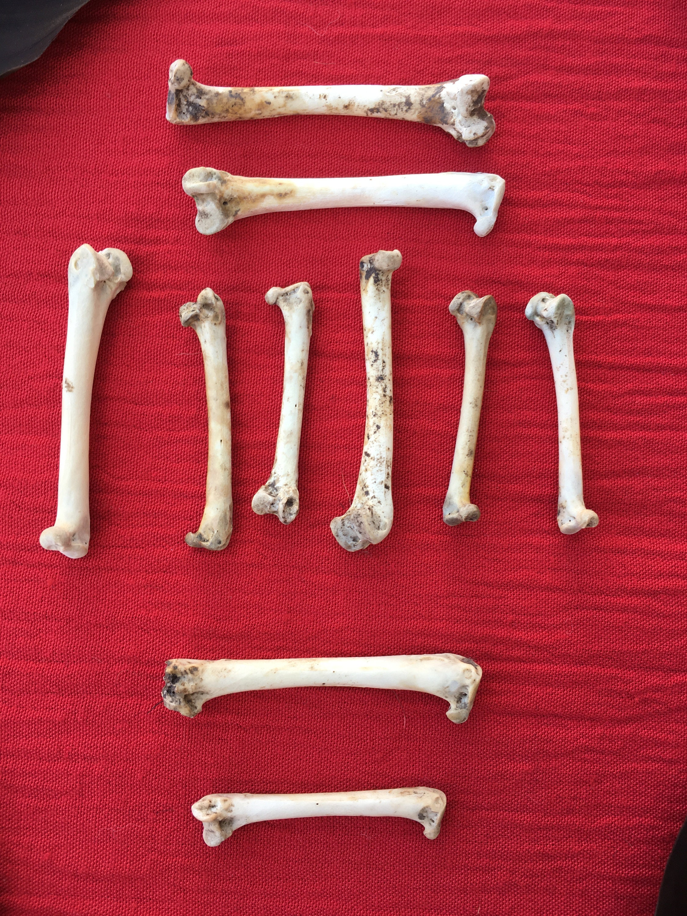 Crow Tibia Leg Bones Bird Feathers 10 | Etsy UK