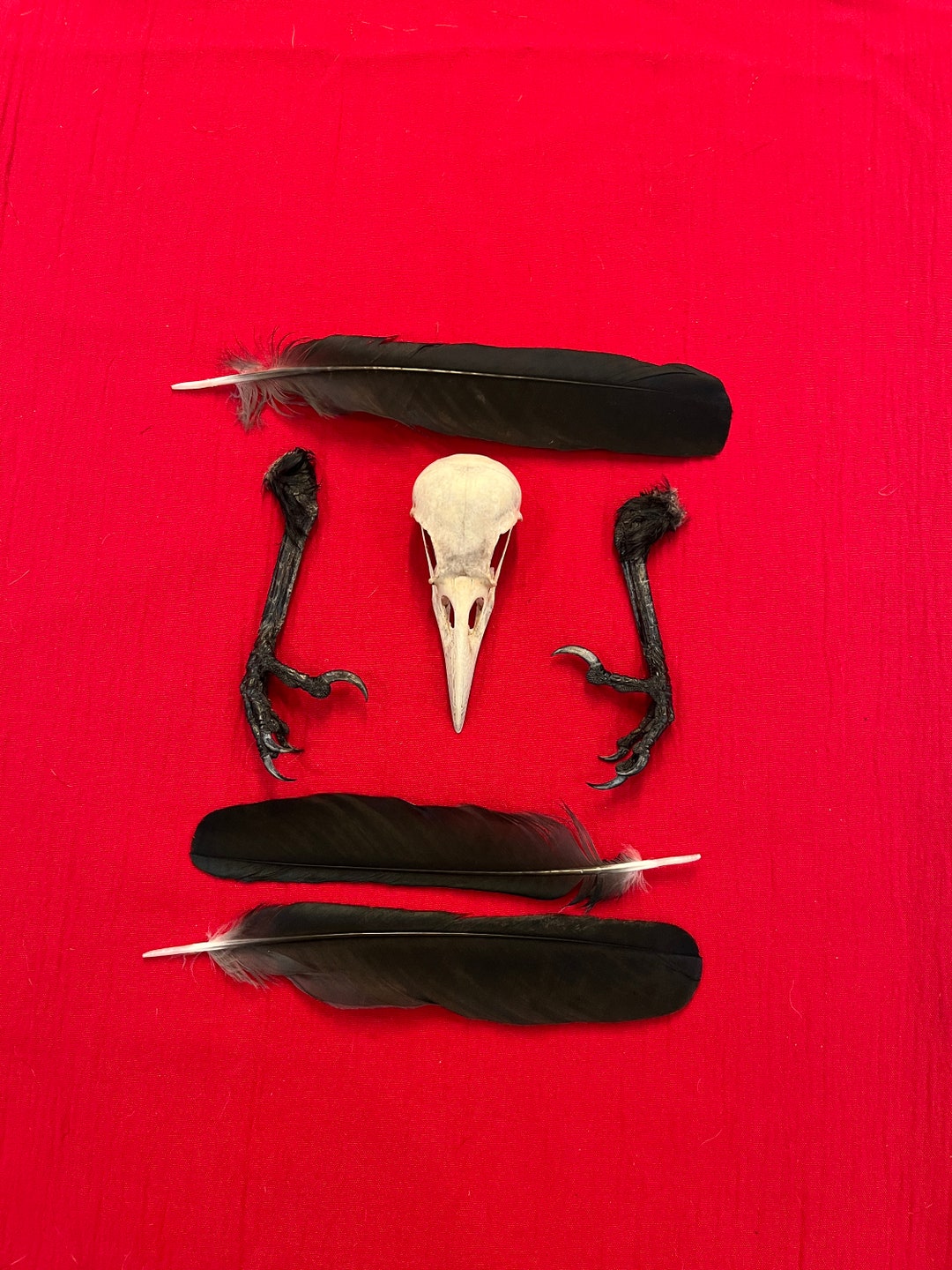 A Genuine English Carrion Crow Skull With Feet and Feathers Taxidermy ...